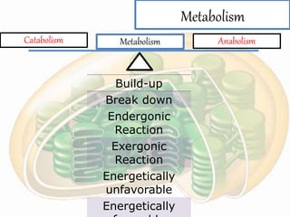 Bioenergetics, metabolism and enzymes | PPTX