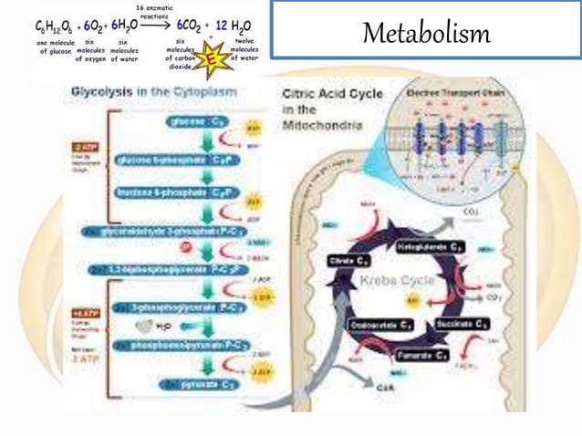 Bioenergetics, metabolism and enzymes | PPTX