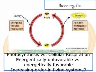 Bioenergetics, metabolism and enzymes | PPTX