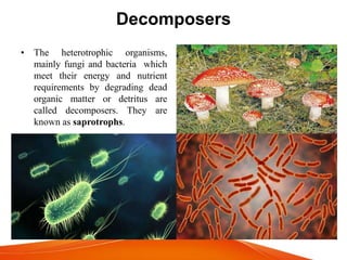 Bioenergetics of ecosystem | PPTX