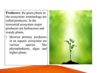 Bioenergetics of ecosystem | PPTX