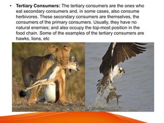 Bioenergetics of ecosystem | PPTX