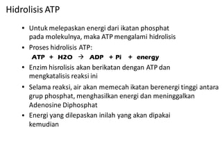 Bioenergetika revisi | PDF