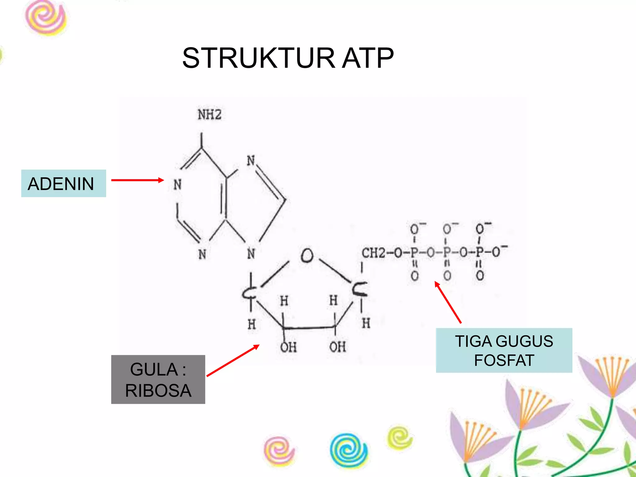 Bioenergitika | PPTX