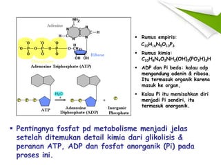 Bioenergitika | PPTX