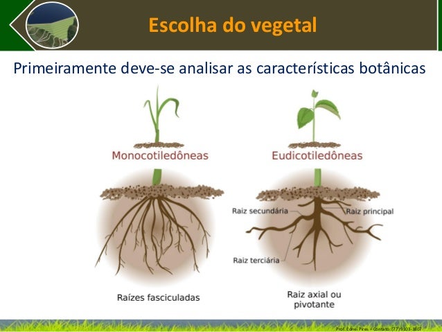 Bioengenharia de solos na estabilidade de taludes