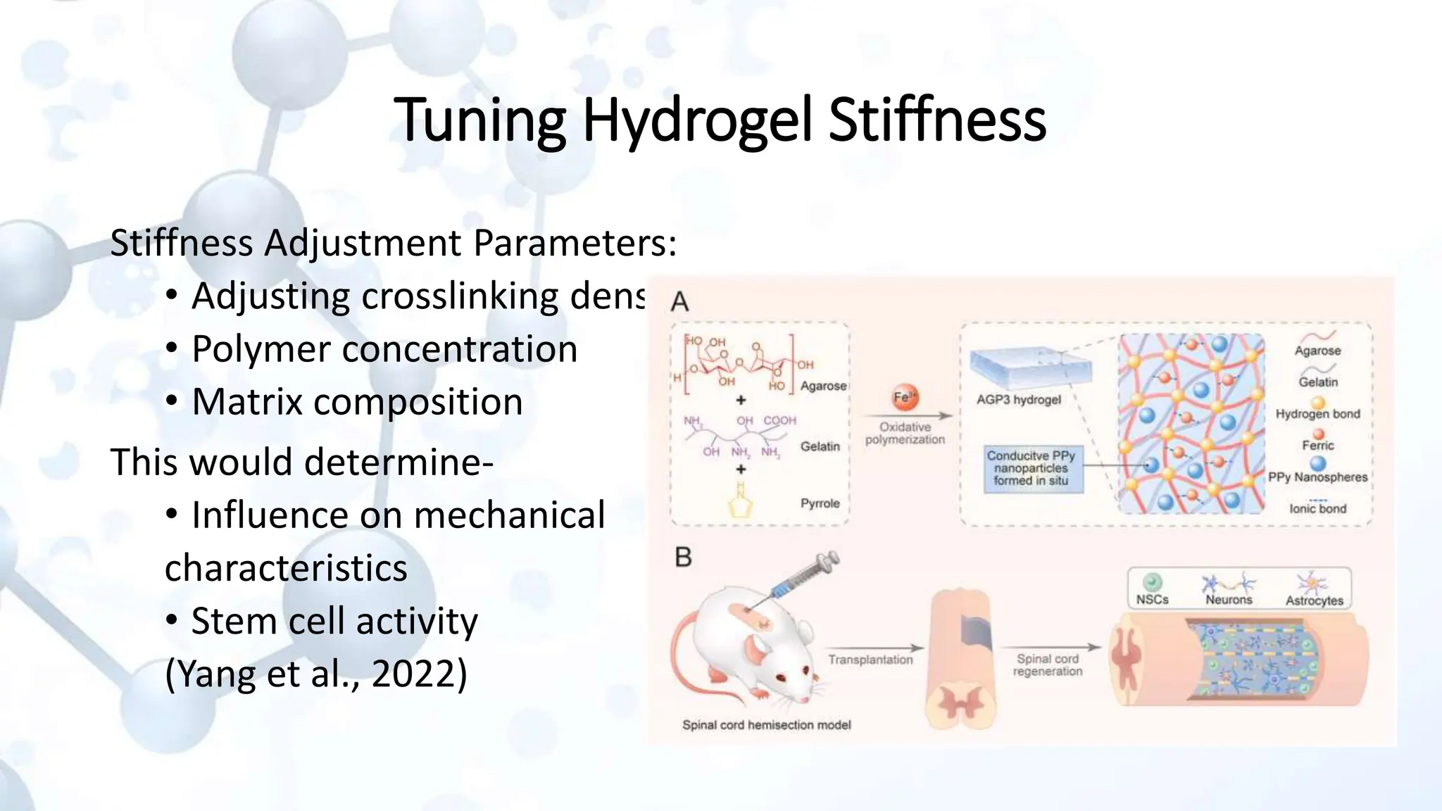 Bioengineered Hydrogels With Tunable Stiffness For Modulating Stem Cell Fate In Neural