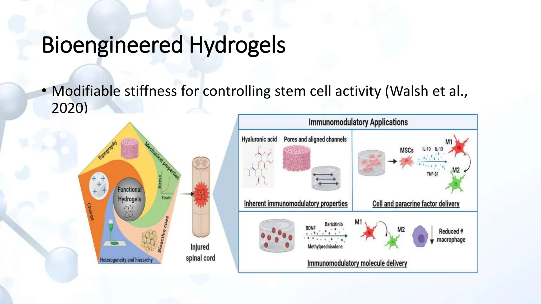 Bioengineered Hydrogels With Tunable Stiffness For Modulating Stem Cell Fate In Neural