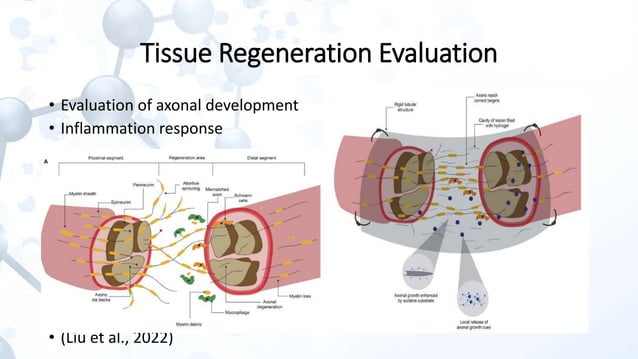 Bioengineered Hydrogels With Tunable Stiffness For Modulating Stem Cell Fate In Neural
