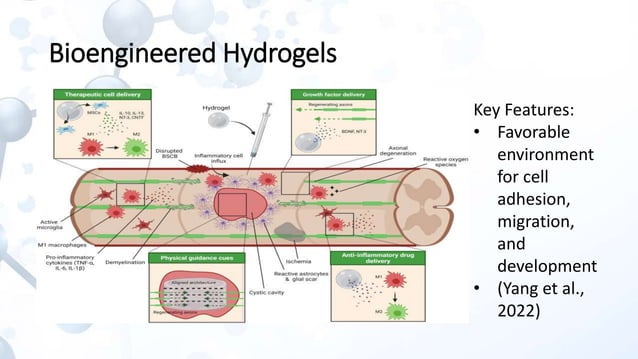 Bioengineered Hydrogels With Tunable Stiffness For Modulating Stem Cell Fate In Neural