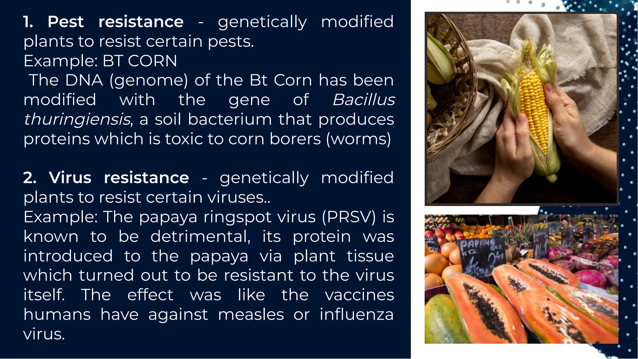 BIOENGINEERING: Genetically Modified Organisms | PDF