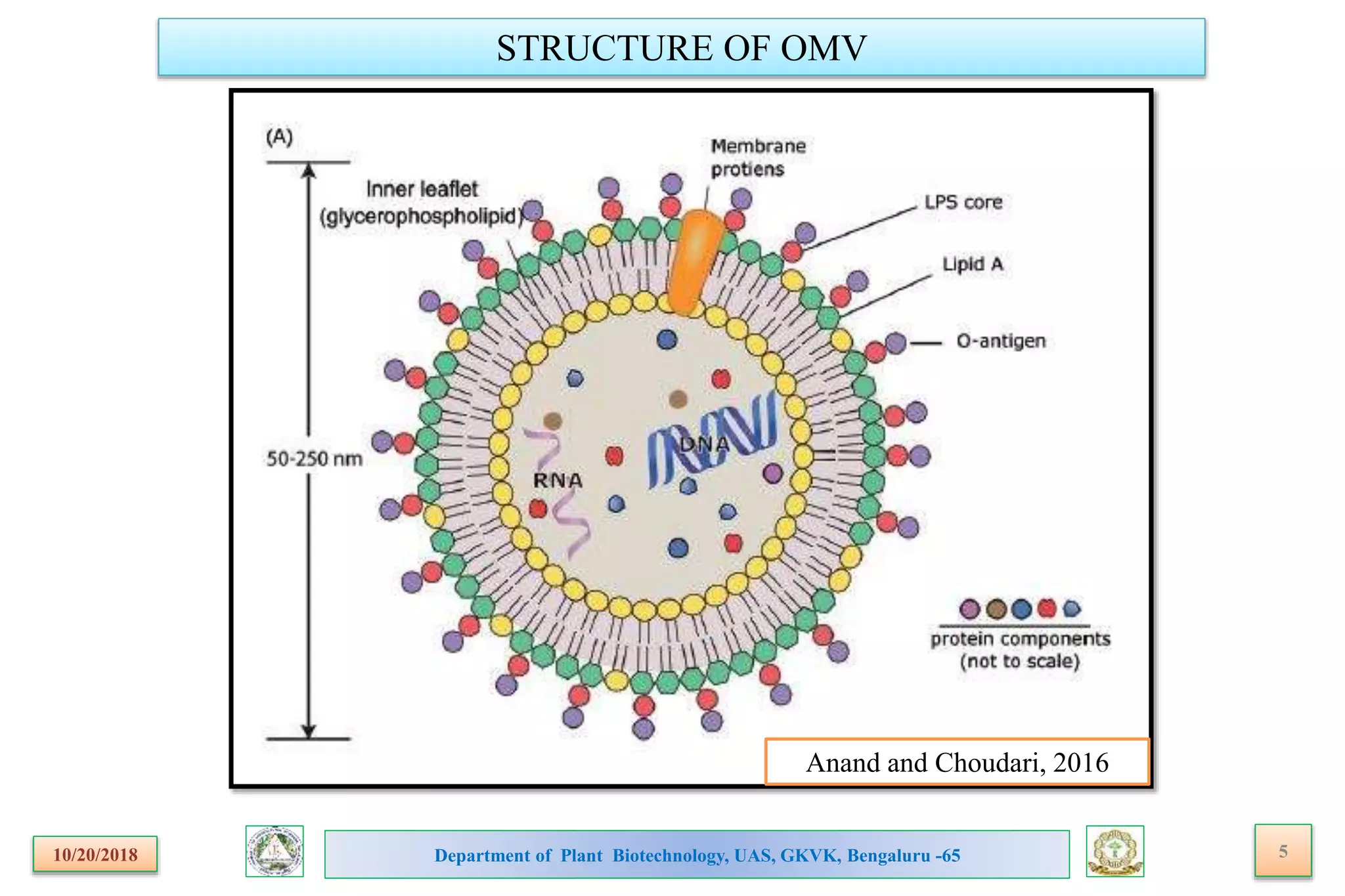 Bioengineering bacterial outer membrane vesicles as vaccine platform | PPTX