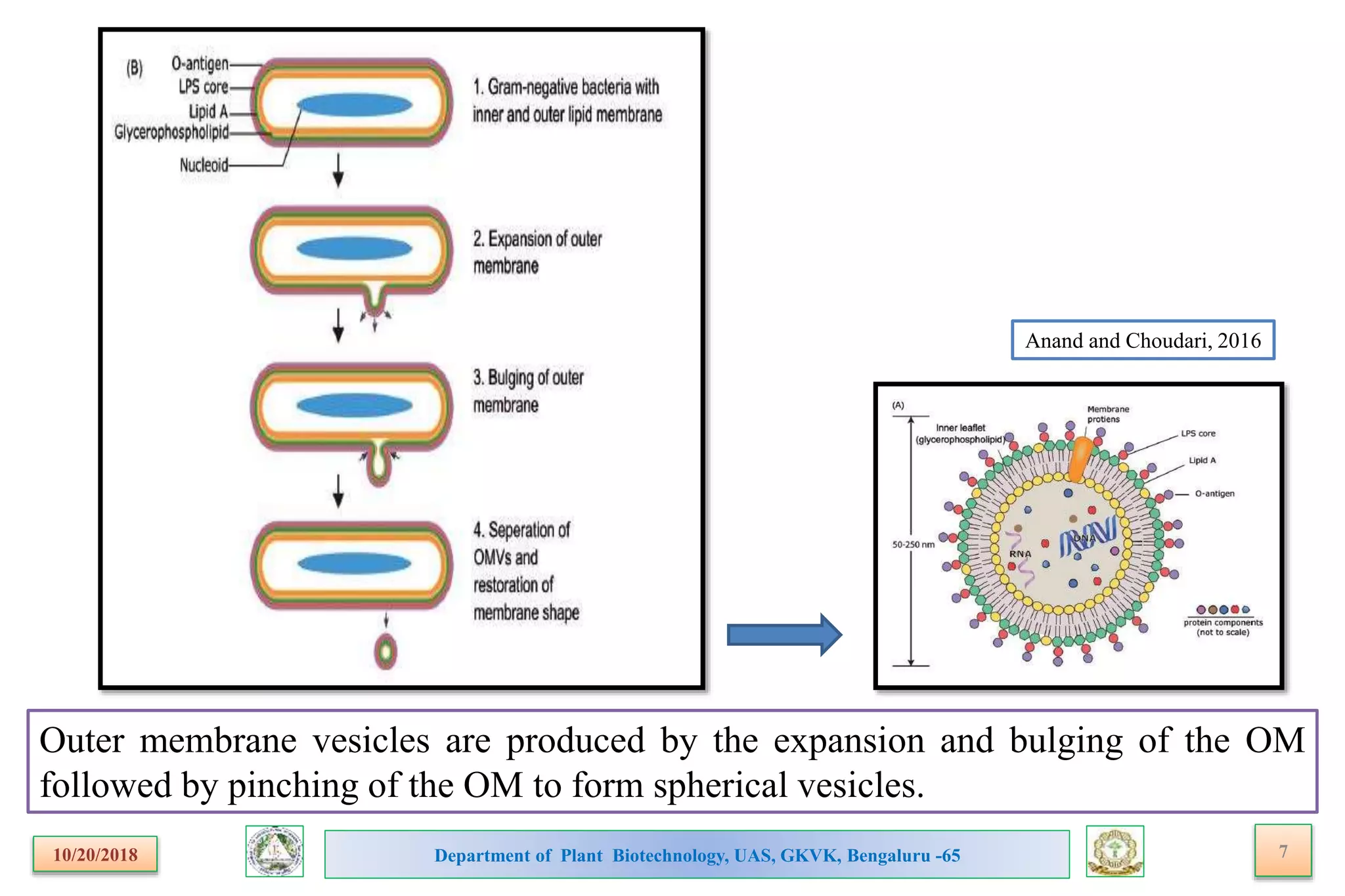 Bioengineering bacterial outer membrane vesicles as vaccine platform | PPTX