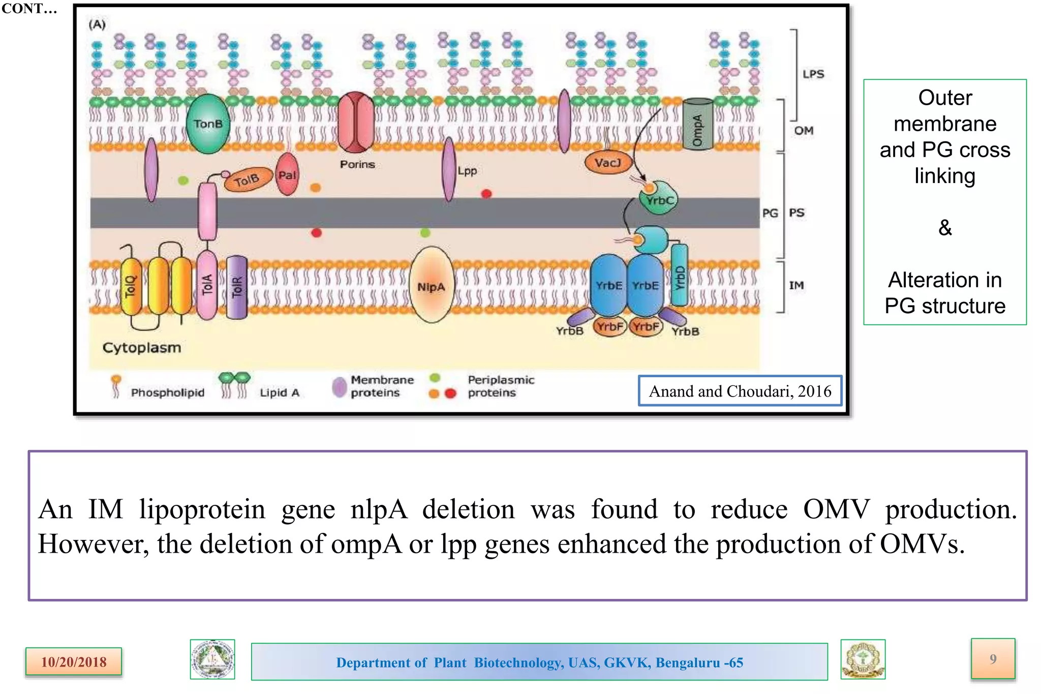 Bioengineering bacterial outer membrane vesicles as vaccine platform | PPTX