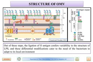 Bioengineering bacterial outer membrane vesicles as vaccine platform | PPTX