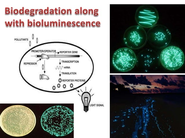 Bioengineering custom microbes, genetic engineering,bioremediation ...