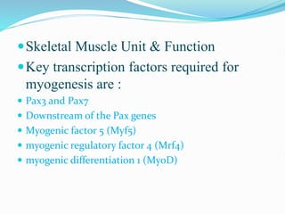 Bioengineering Human skeletal muscle.pptx