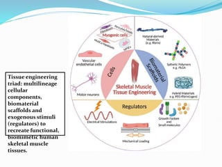 Bioengineering Human skeletal muscle.pptx