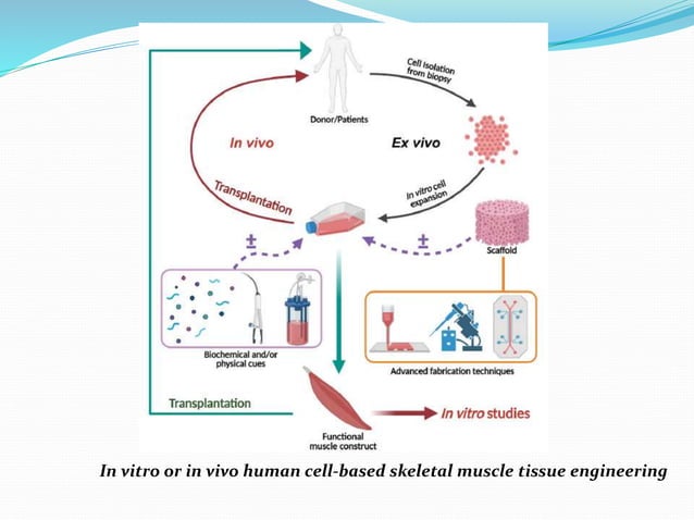Bioengineering Human skeletal muscle.pptx