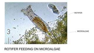 Bioenrichment in rotifers4 | PPTX