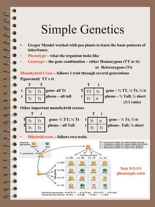 Bio EOC Concept Notebook | PDF