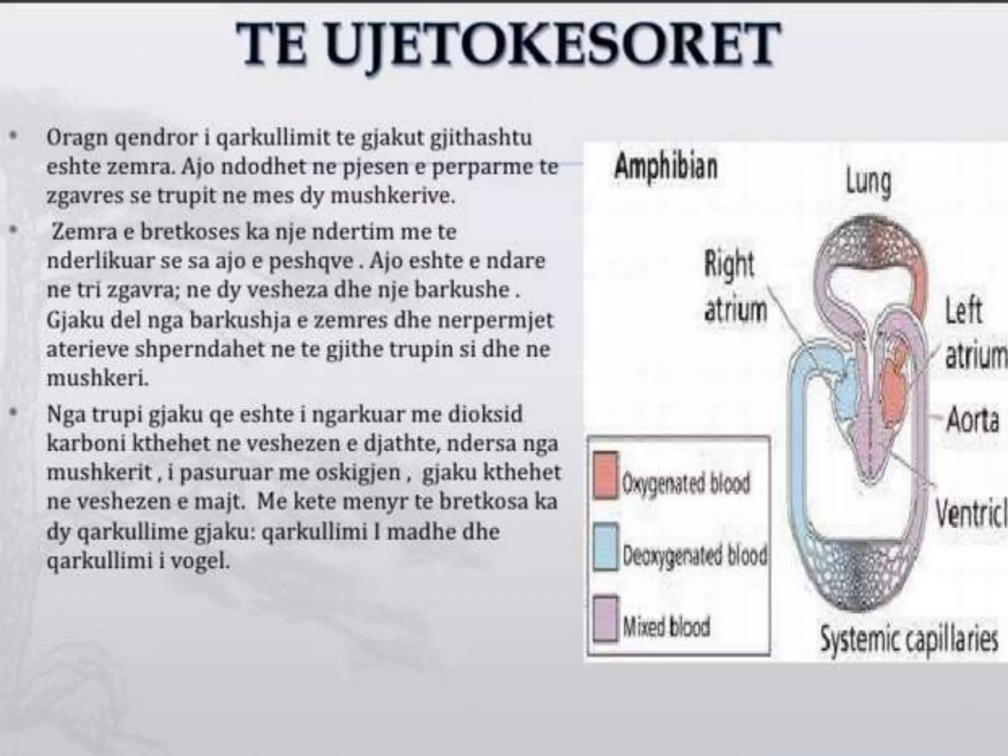 Biologji - Te Ushqyerit E Shtazeve Kurrizore | PPTX