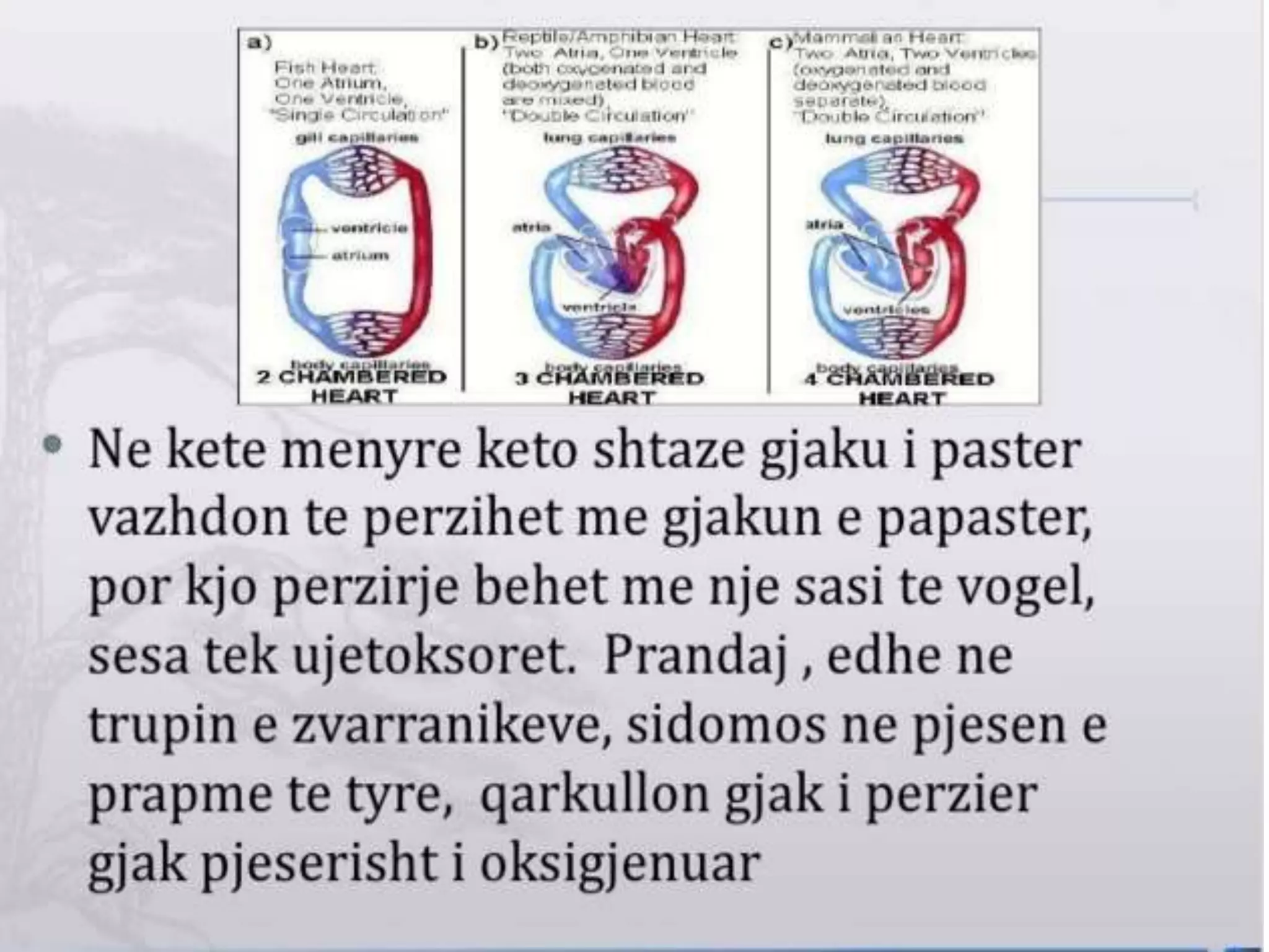 Biologji - Te Ushqyerit E Shtazeve Kurrizore | PPTX