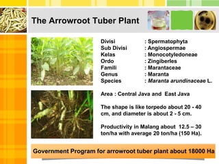 Bioethanol from indonesia's arrowroot tuber | PPT