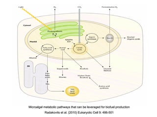 Bioethanol from microalgae | PDF