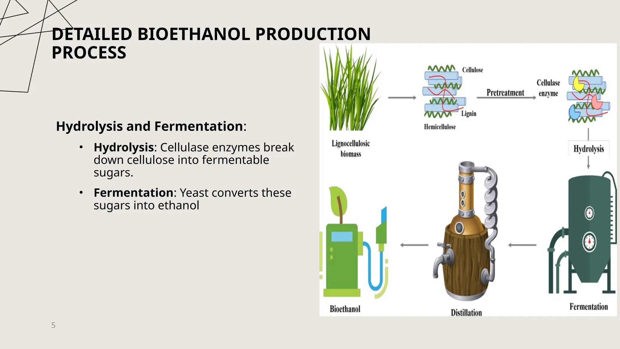 Bioethanol Production from Lignocellulosic Biomass Using Cellulase Enzymes.pptx