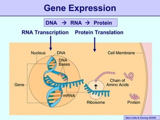 Bioethics, Stem Cells & Cloning | PPT