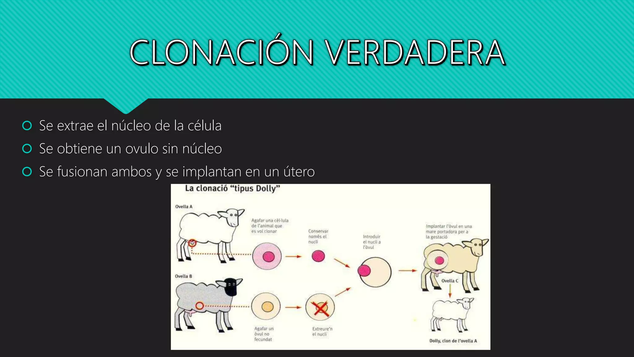 Bioetica y clonacion | PPTX