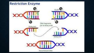 Restriction Enzymes full content | PPTX | Chemistry | Science