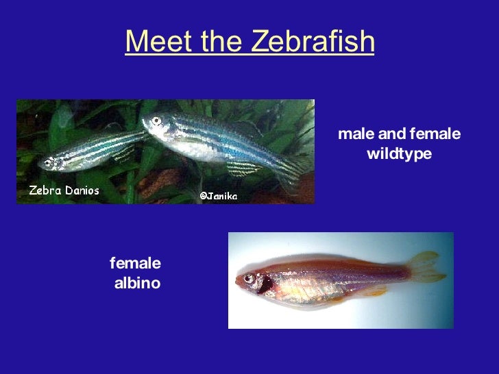 How To Identify Male And Female Zebrafish at Randall Tran blog