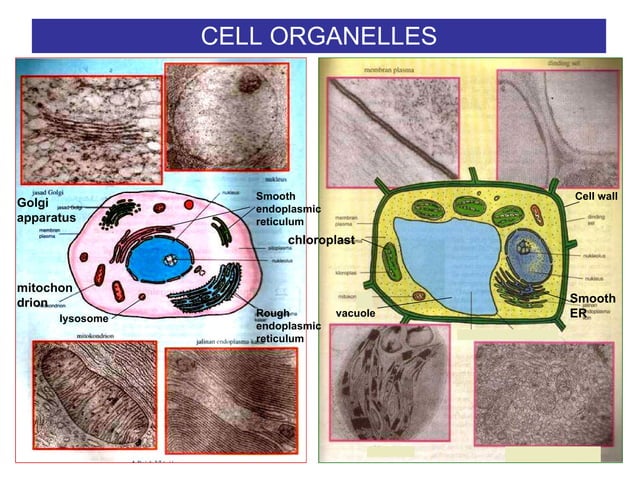 Bio F4 Cell Organel | PPT