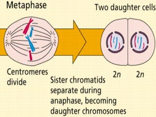 Bio f4 chap_5_cell_division | PPT