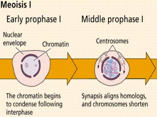 Bio f4 chap_5_cell_division | PPT