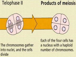 Bio f4 chap_5_cell_division | PPT