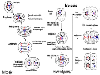 Cell Cycle Concept Map Mitosis