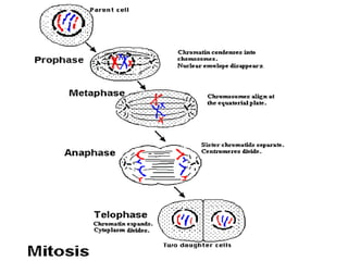 Bio f4 chap_5_cell_division | PPT