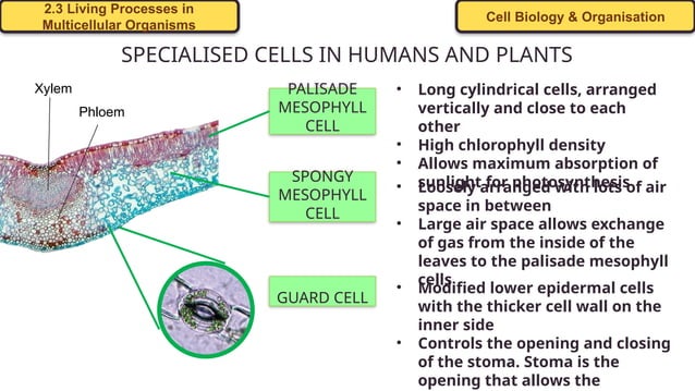 BIO F4 Chapter 2 Cell Biology and Organisation.pptx