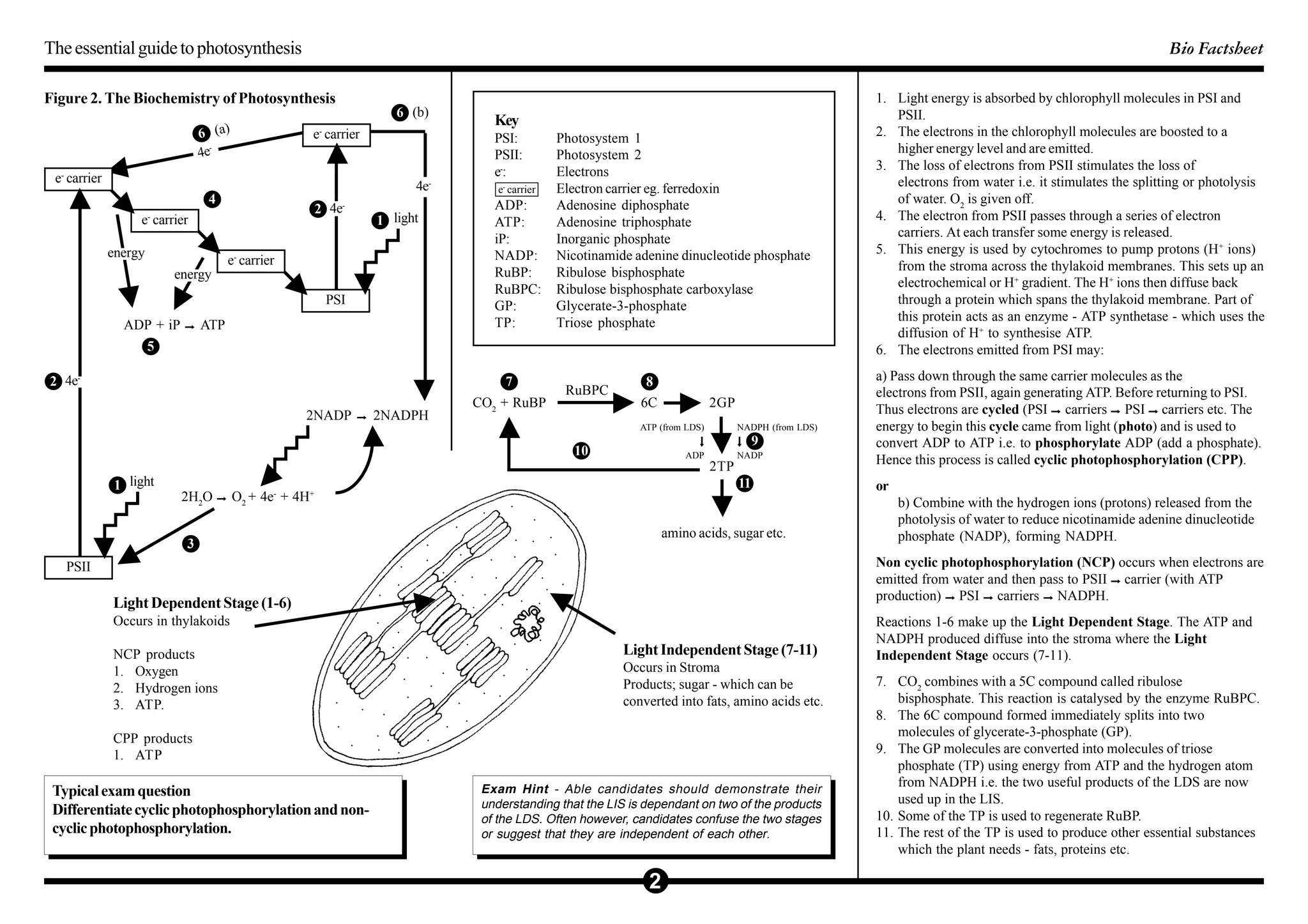 Biofactsheet photosynthesisguide | PDF