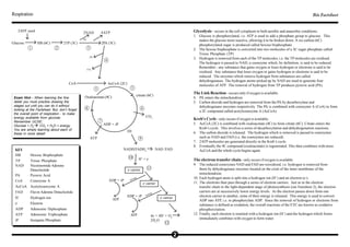 Biofactsheet respiration | PDF
