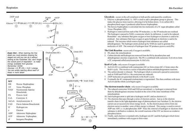 Biofactsheet respiration | PDF