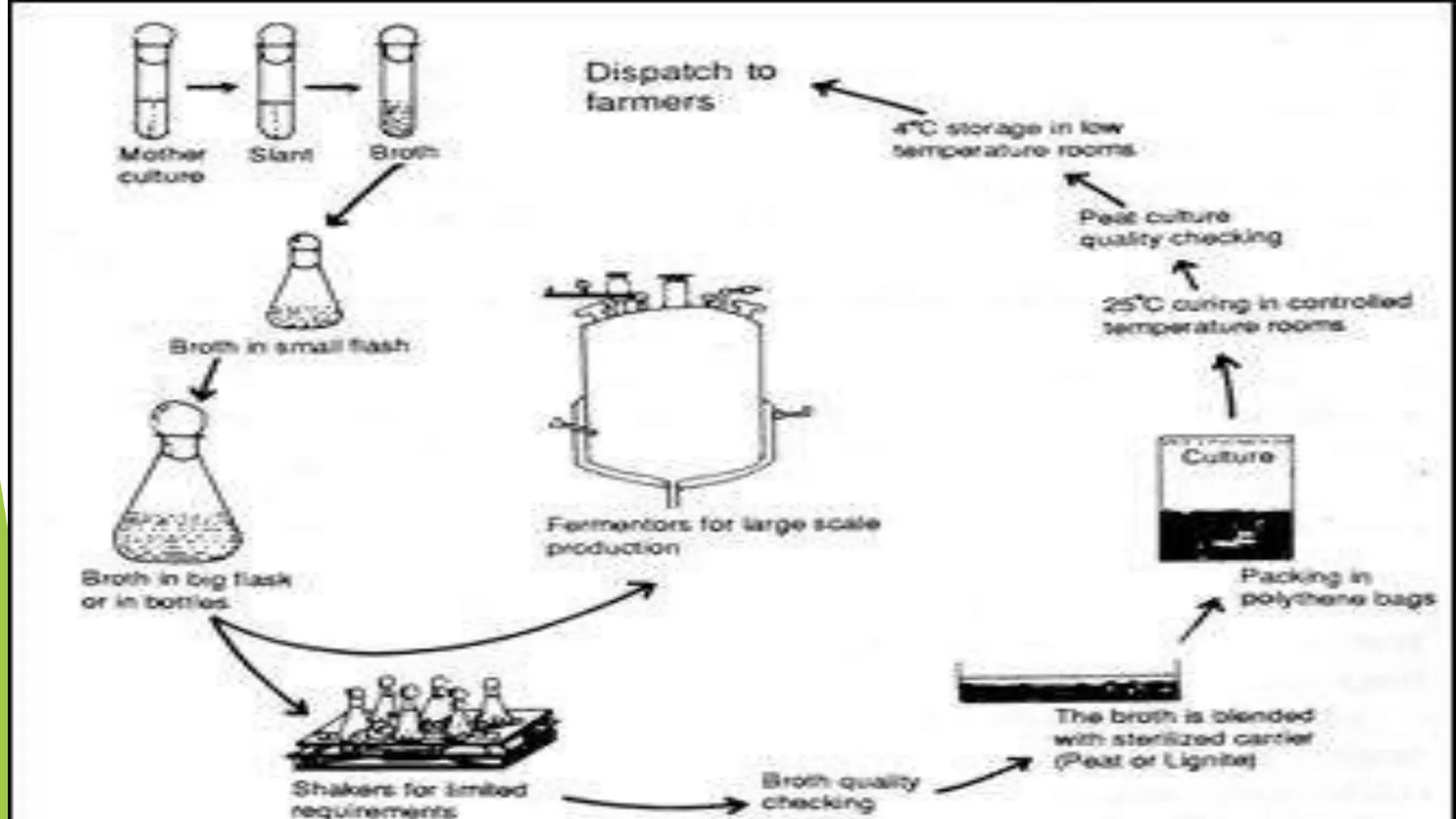 Preparation of Biofertilers. Process or procedure and manufacturing ...