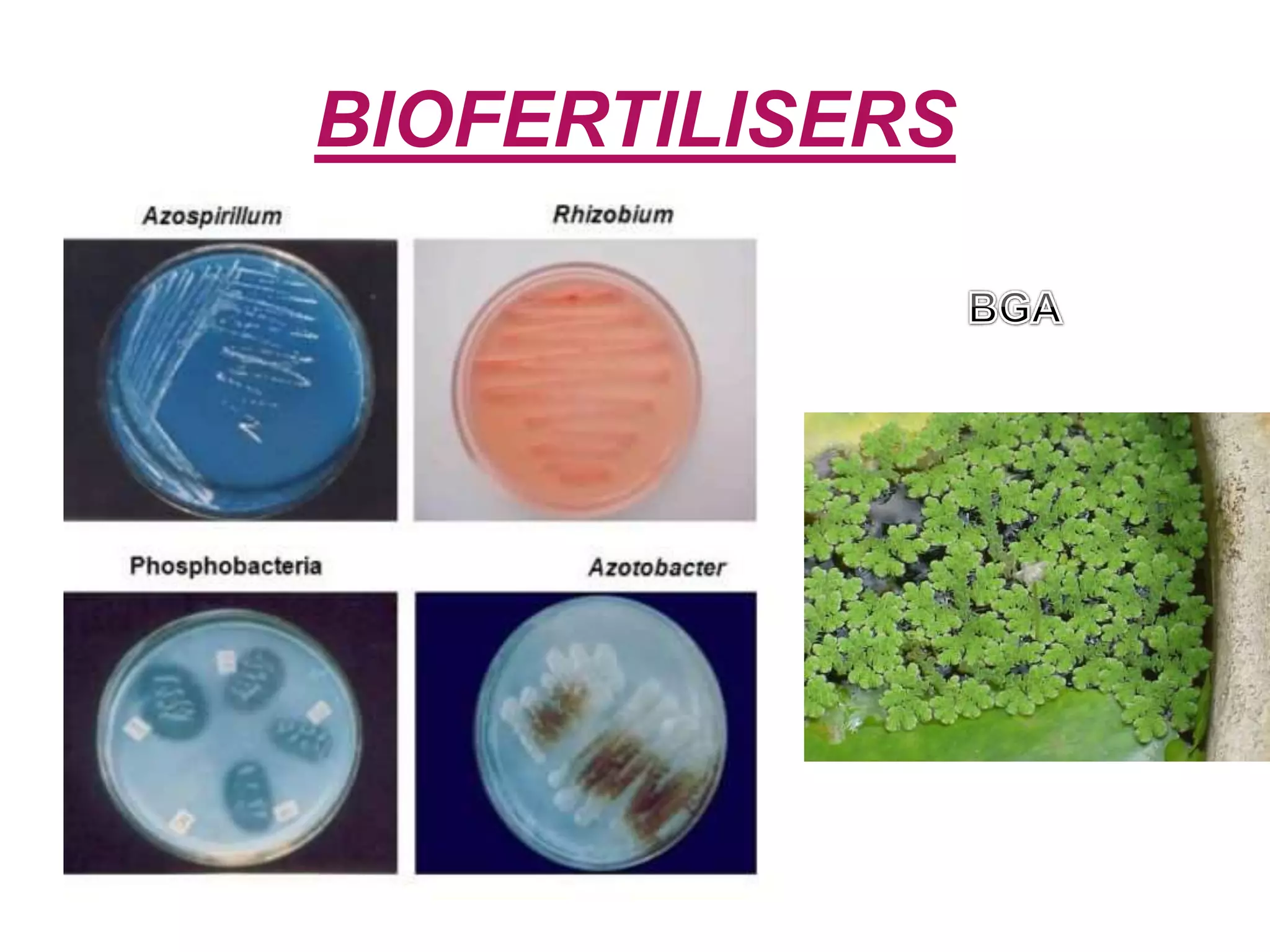 Biofertiliser and their advantages complite | PPTX