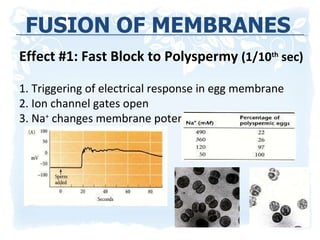 Rb3 - Fertilization and Dev't | PPT