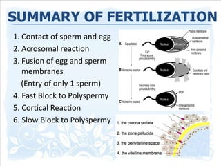 Rb3 - Fertilization and Dev't | PPT