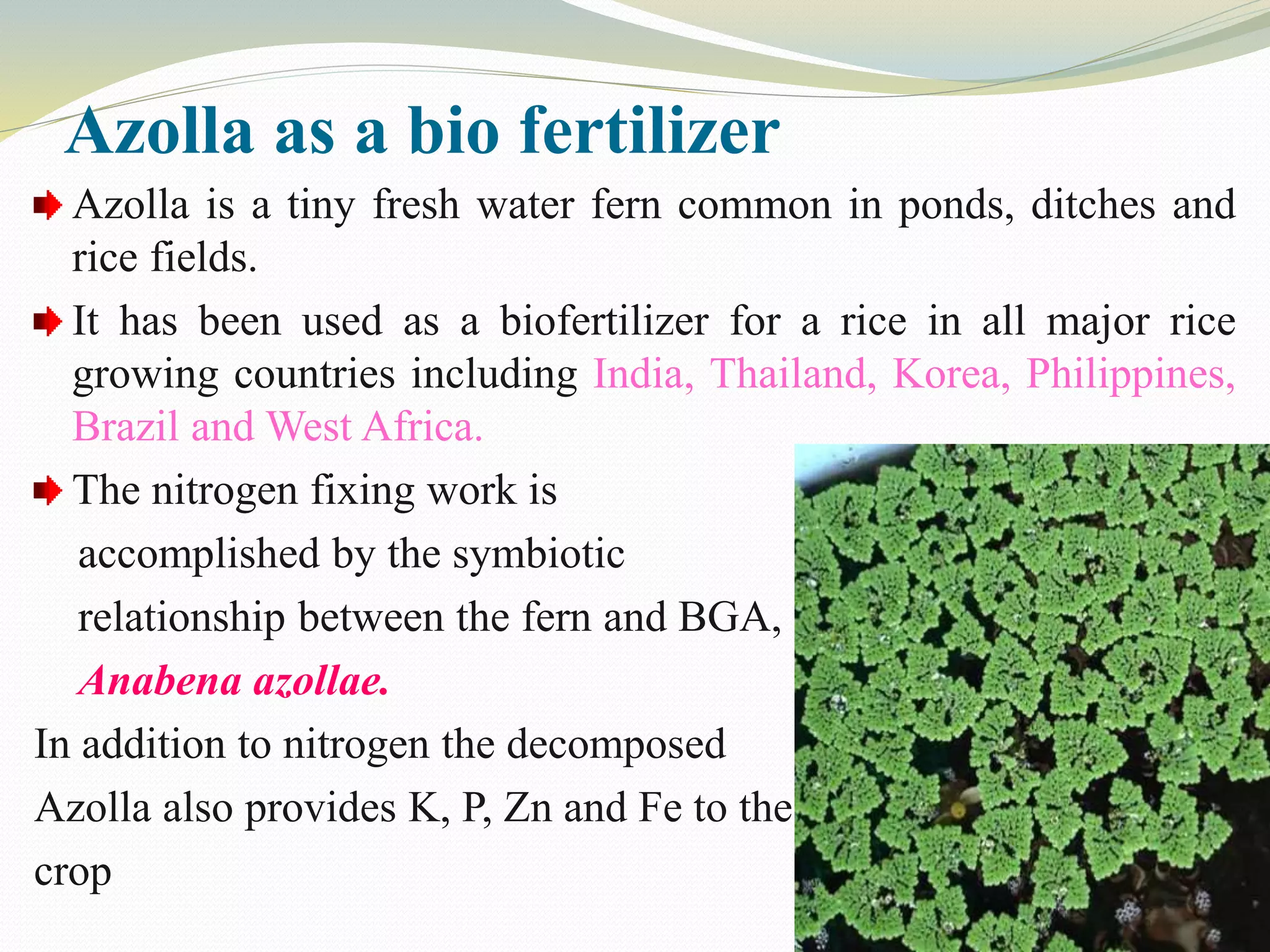 Biofertilizer | PPTX