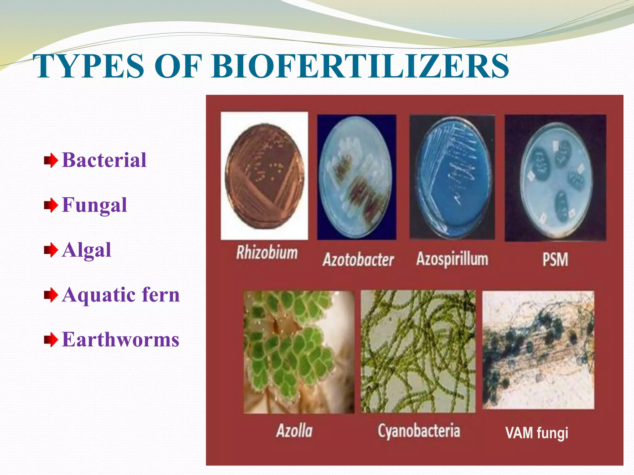 Biofertilizer | PPTX